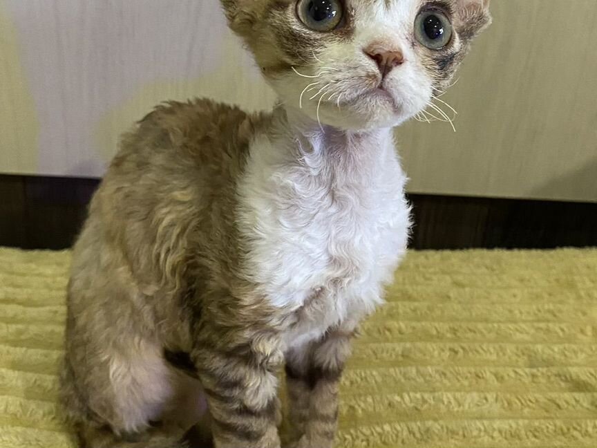 Девон-рекс девочка