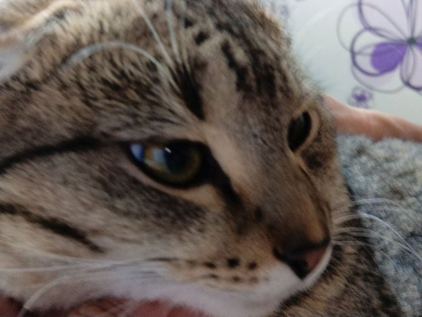 Безухий кот Лапуся