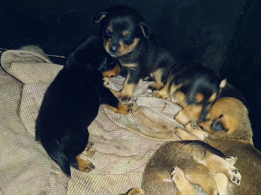 Мини пинчер