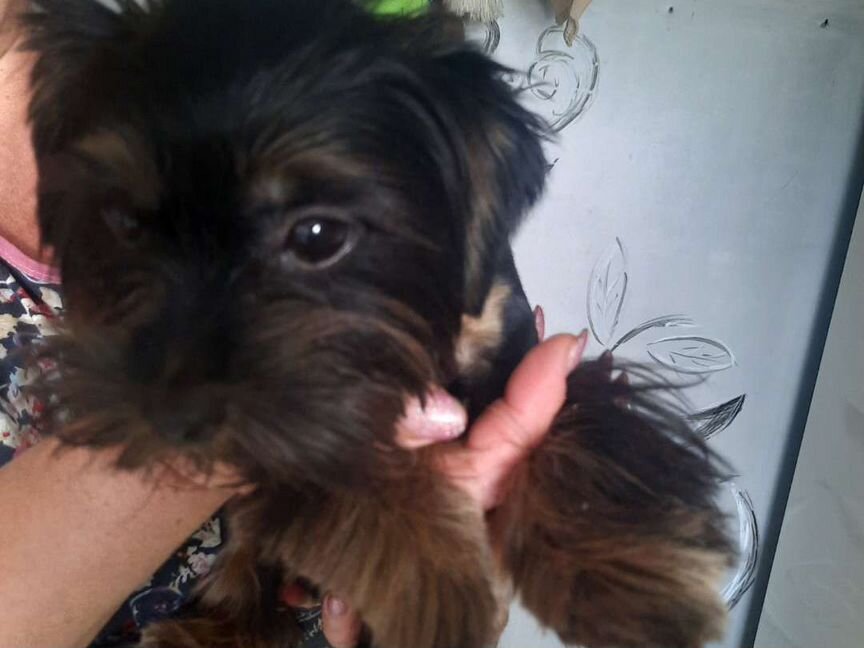 Йоркширский терьер мини девочка