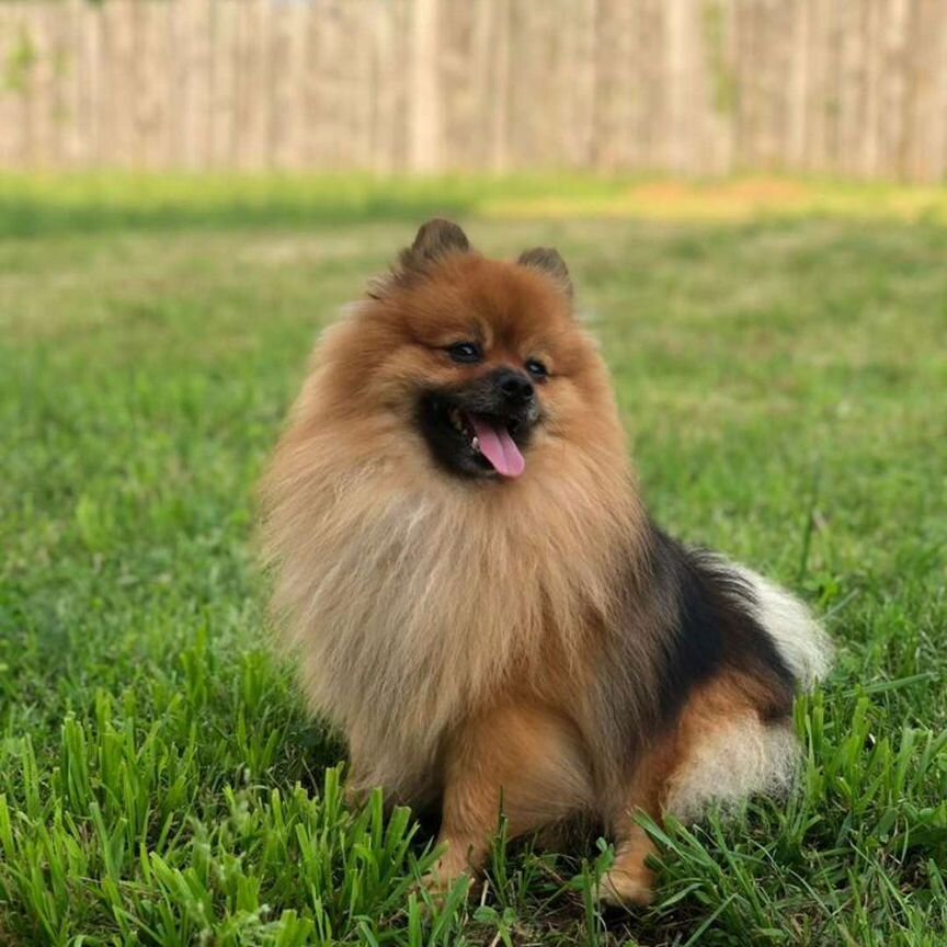 Красивый, породный малый шпиц на вязку