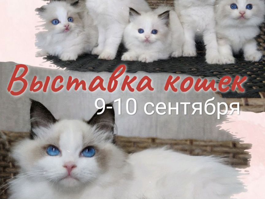 9-10 сентября Ragdoll котята на выставке кошек