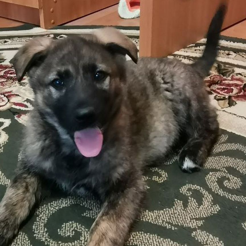 Немецкая овчарка, щенок