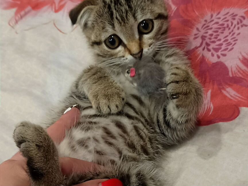 Мальчик 2,5 мес