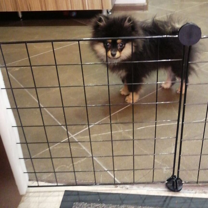 Вольер для собак