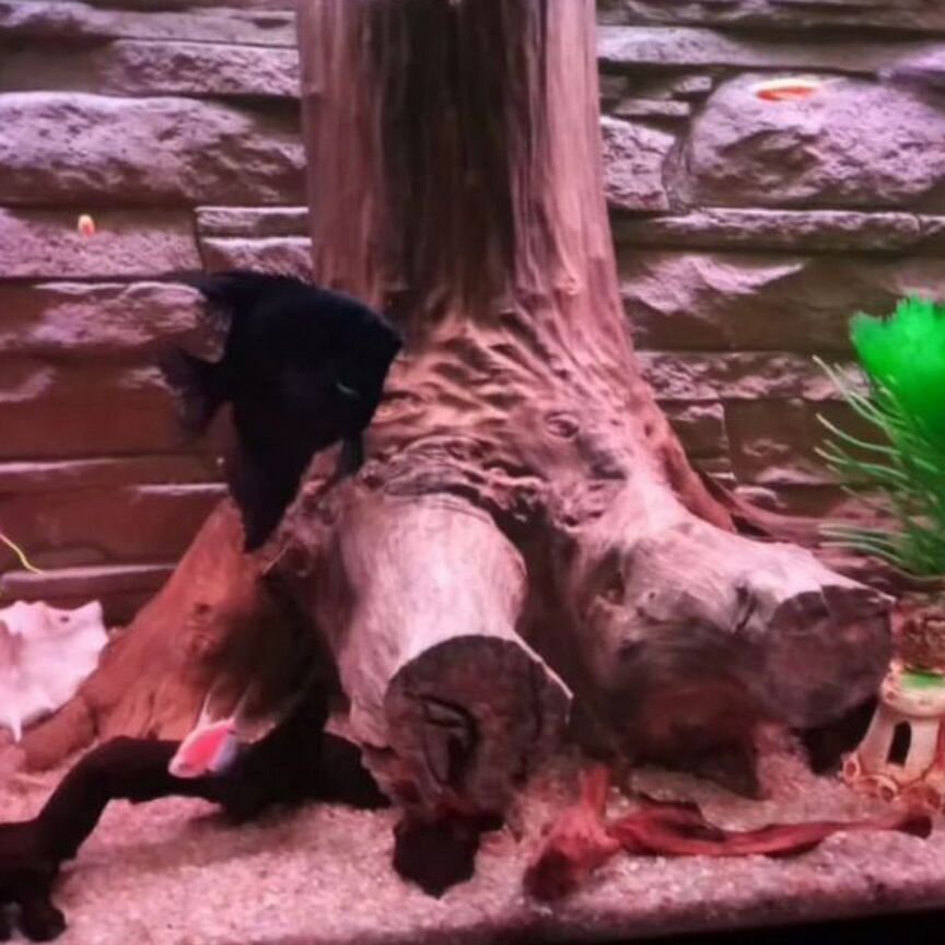 Коряга в аквариум