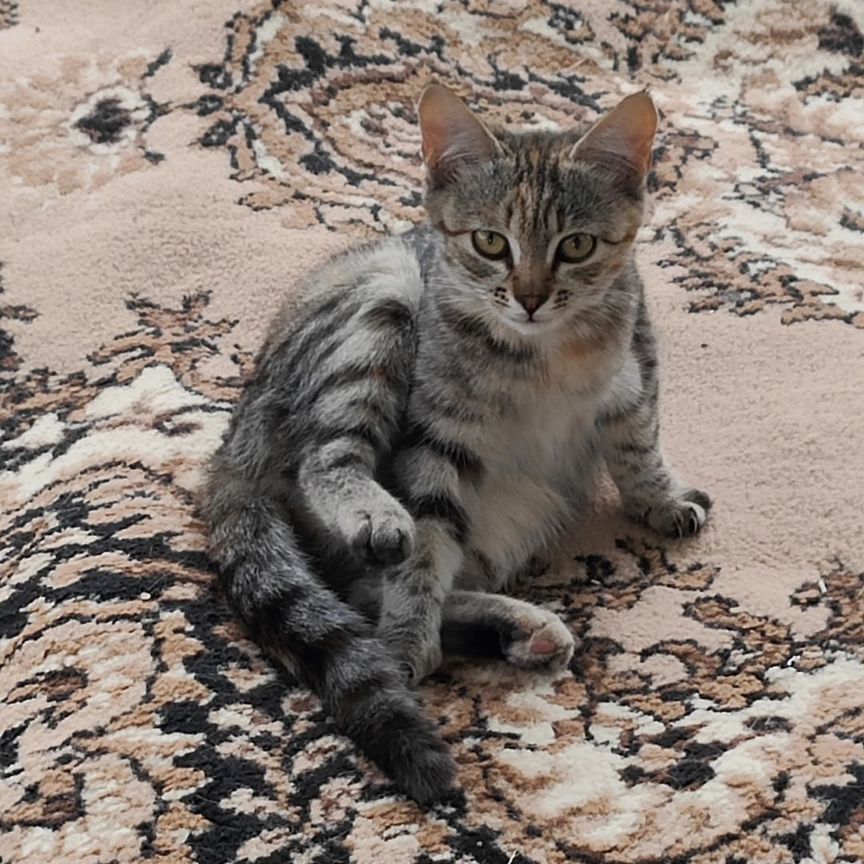 Котята в хорошие руки