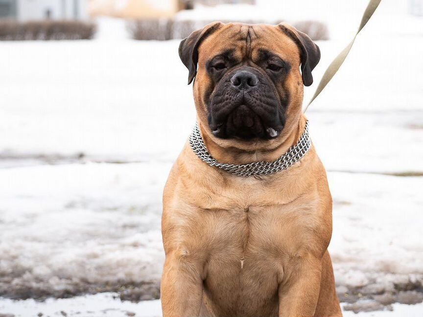 Бульмастиф