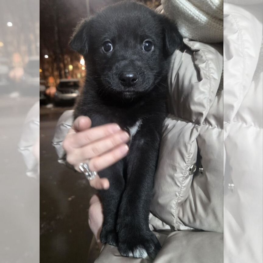 Щенок в добрые руки