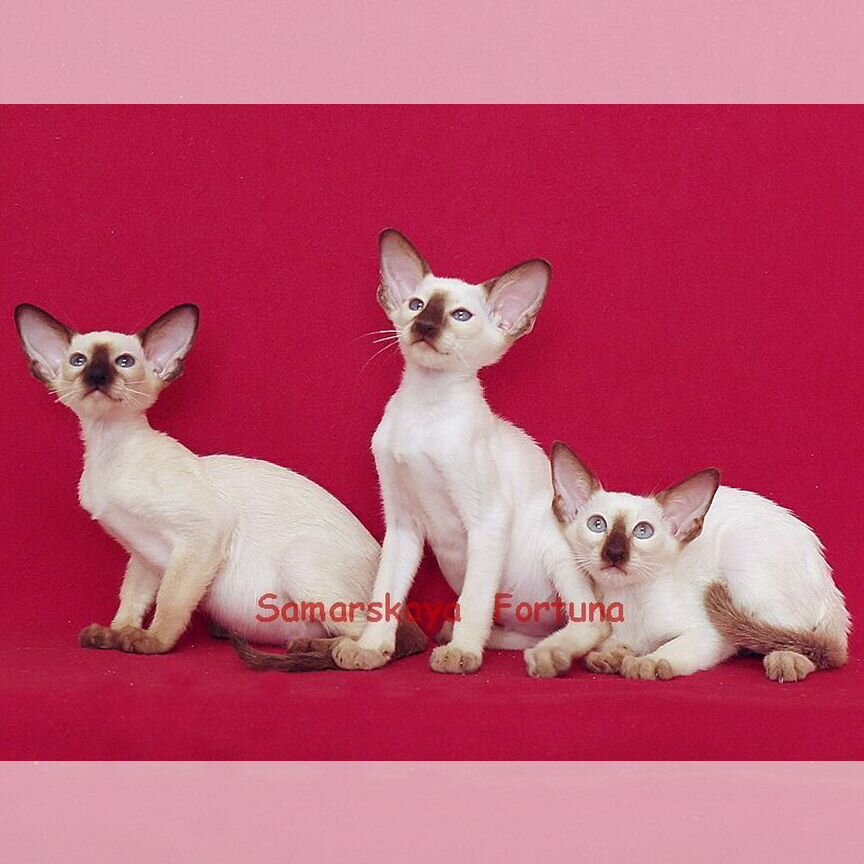 Сиамские котики