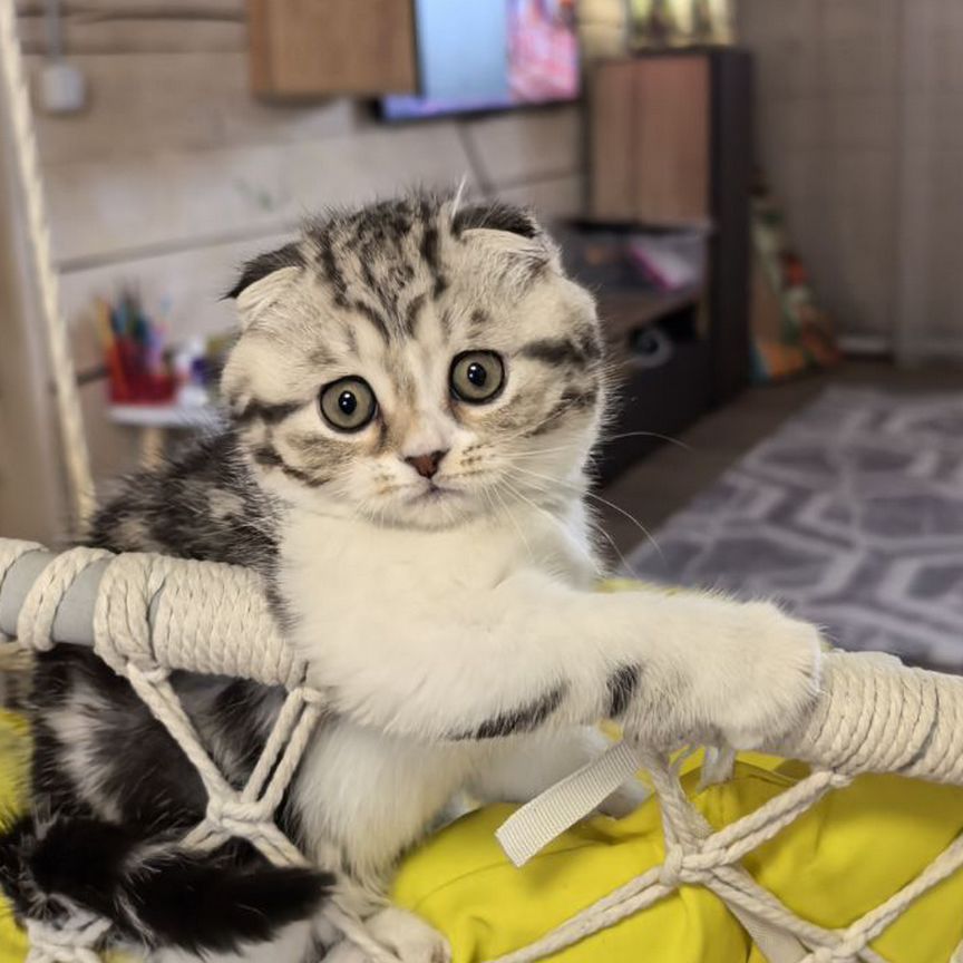 Продам Шотландского вислоухого котёнка