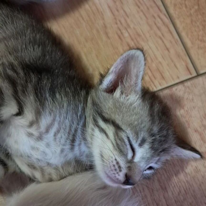 Ориентальный котёнок