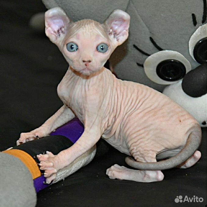 Которебенок девочка эльф