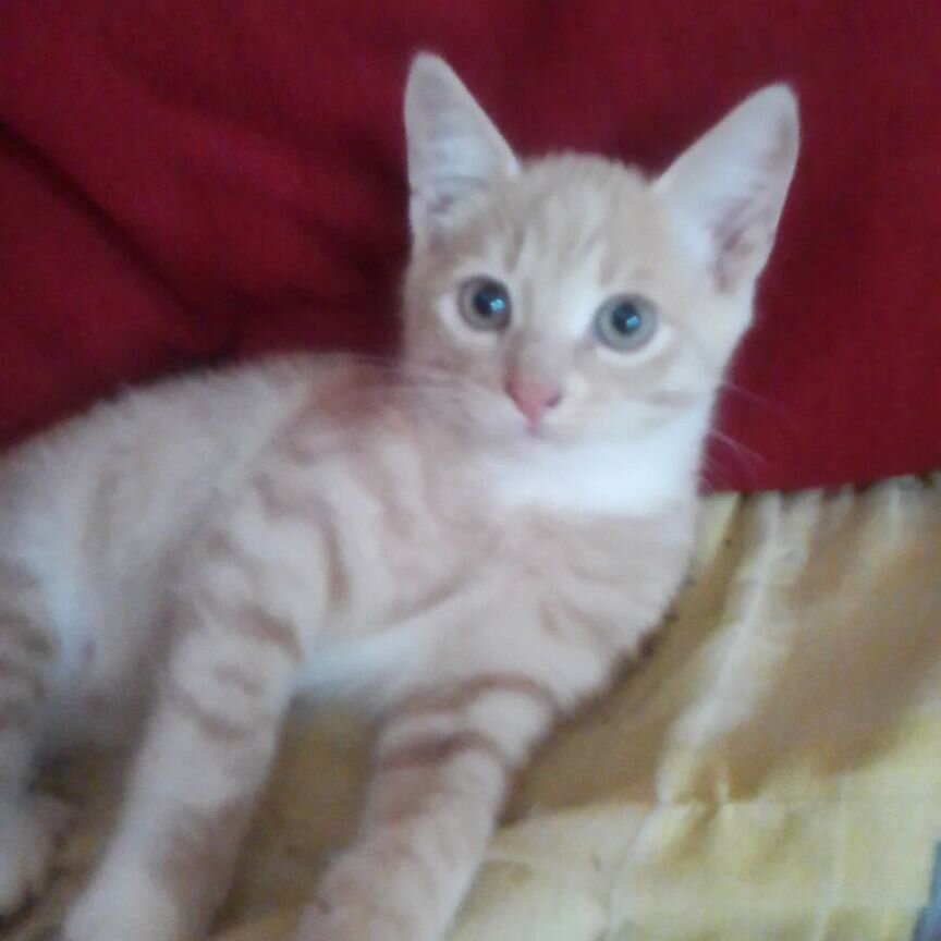 Котята