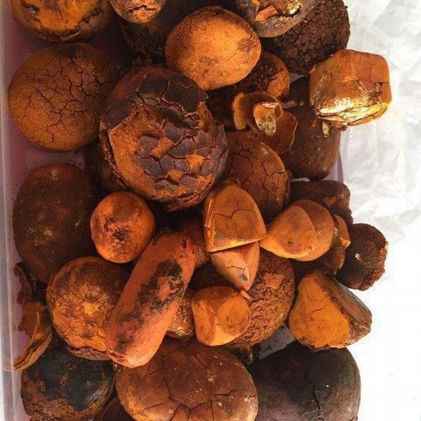 Желчный камень крс