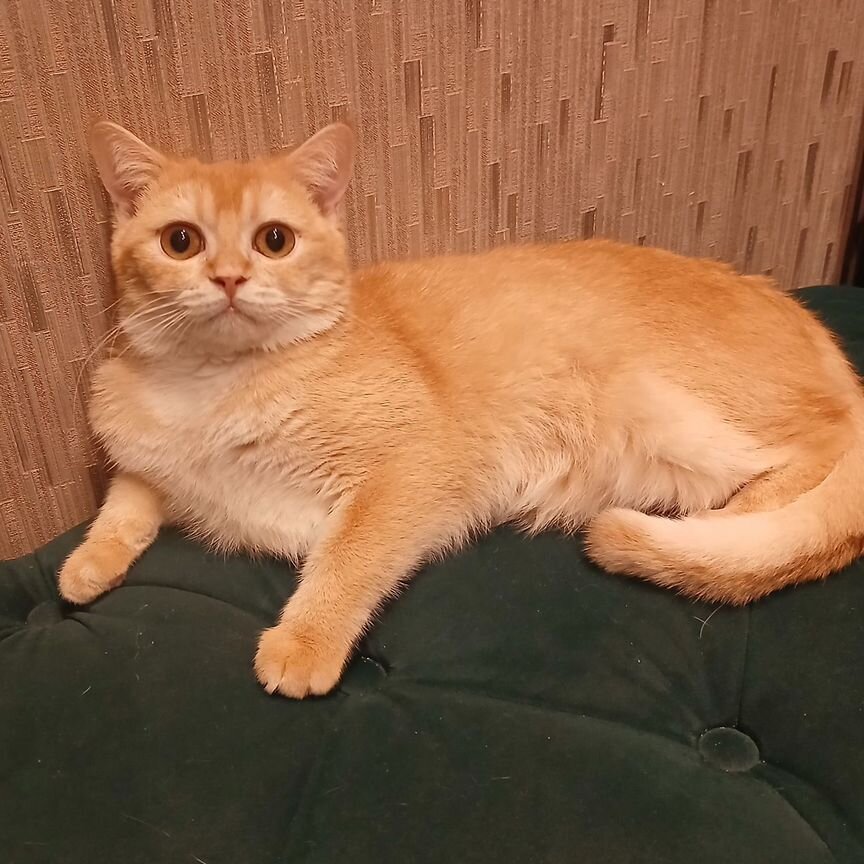 Британский кот