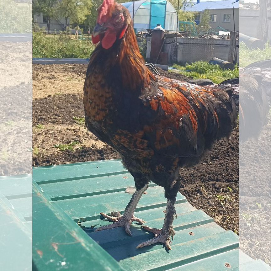 Петухи на племя