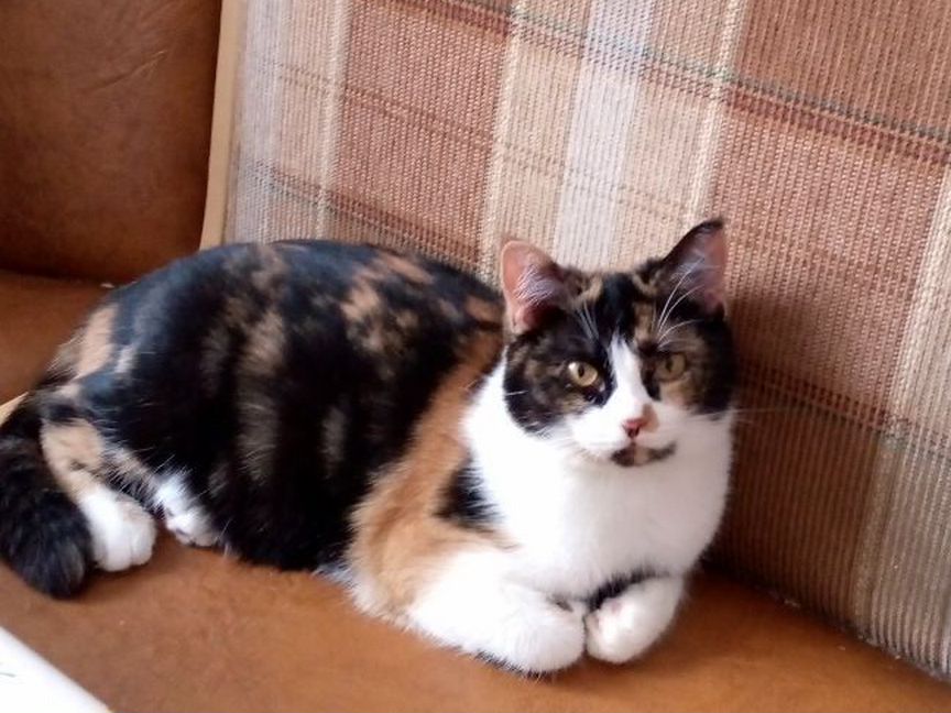 Отдадим котят в хорошие руки