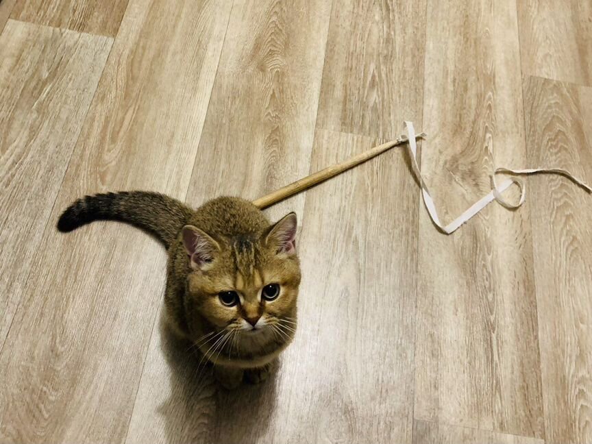 Случка британская золотистая шиншилла