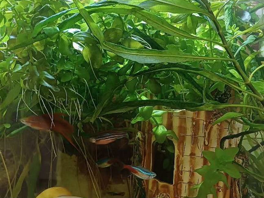 Растения в аквариум. Бакопа, гигрофила, валиснерия