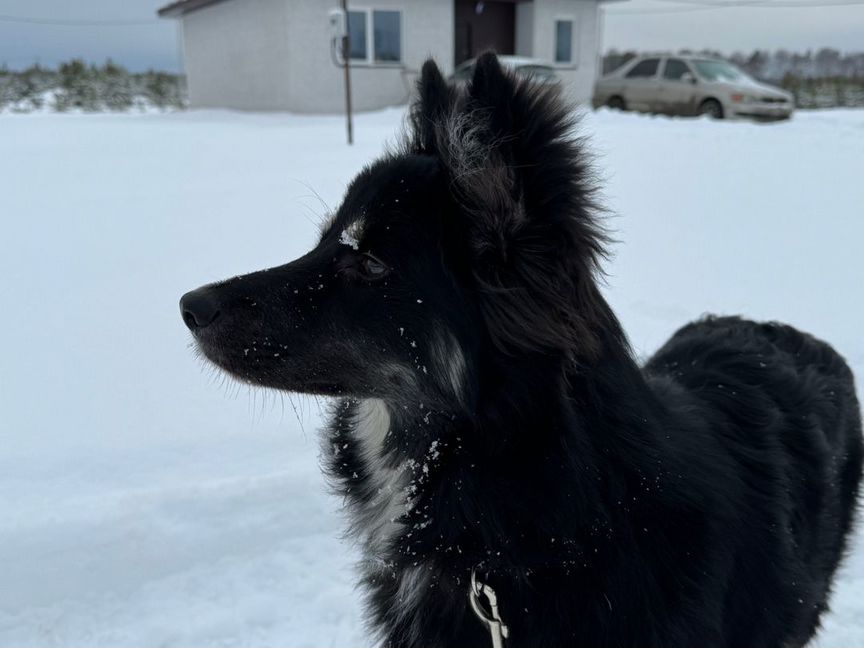 Собака ищет дом