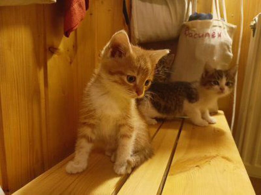 Котята в добрые руки