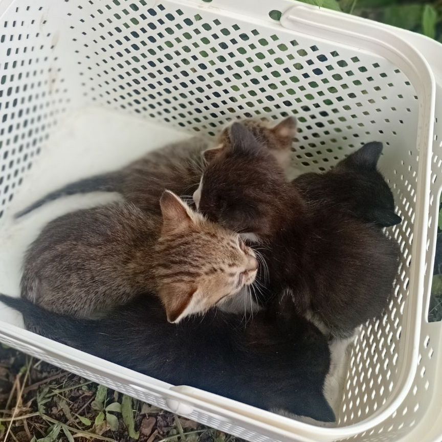 Котята в добрые руки бесплатно