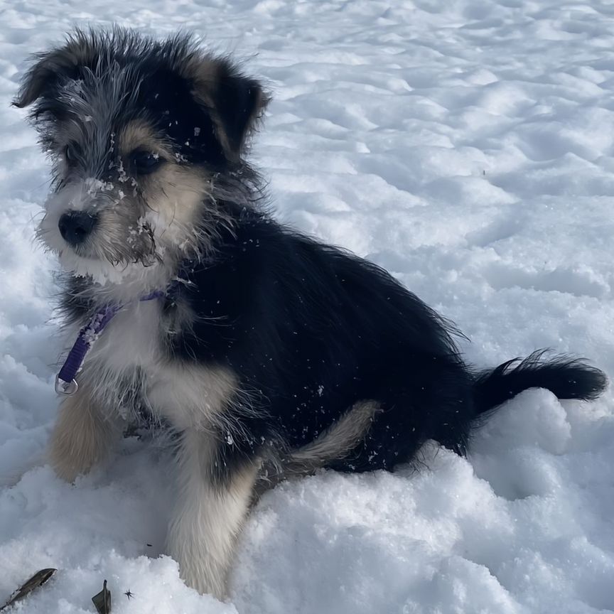 Щенок в добрые руки