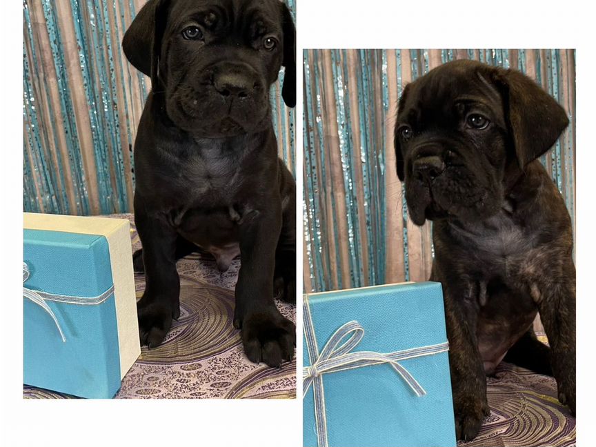 Щенки Кане-Корсо с документами РКФ (есть доставка)