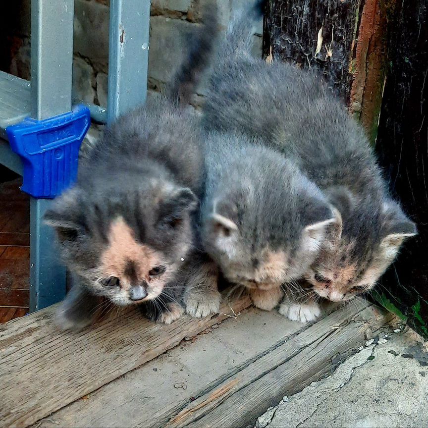 Британские кошечки