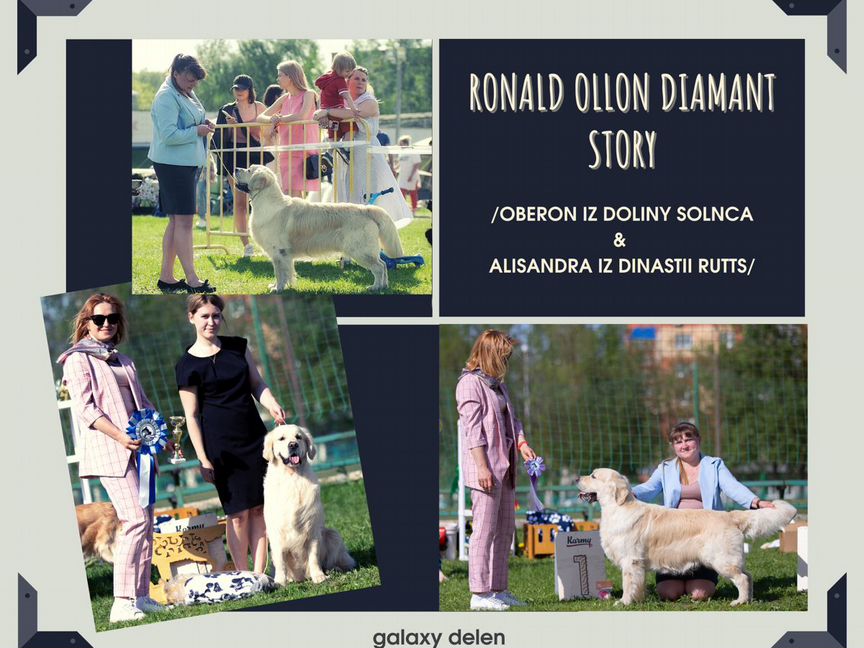 Золотистый (голден) ретривер вязка