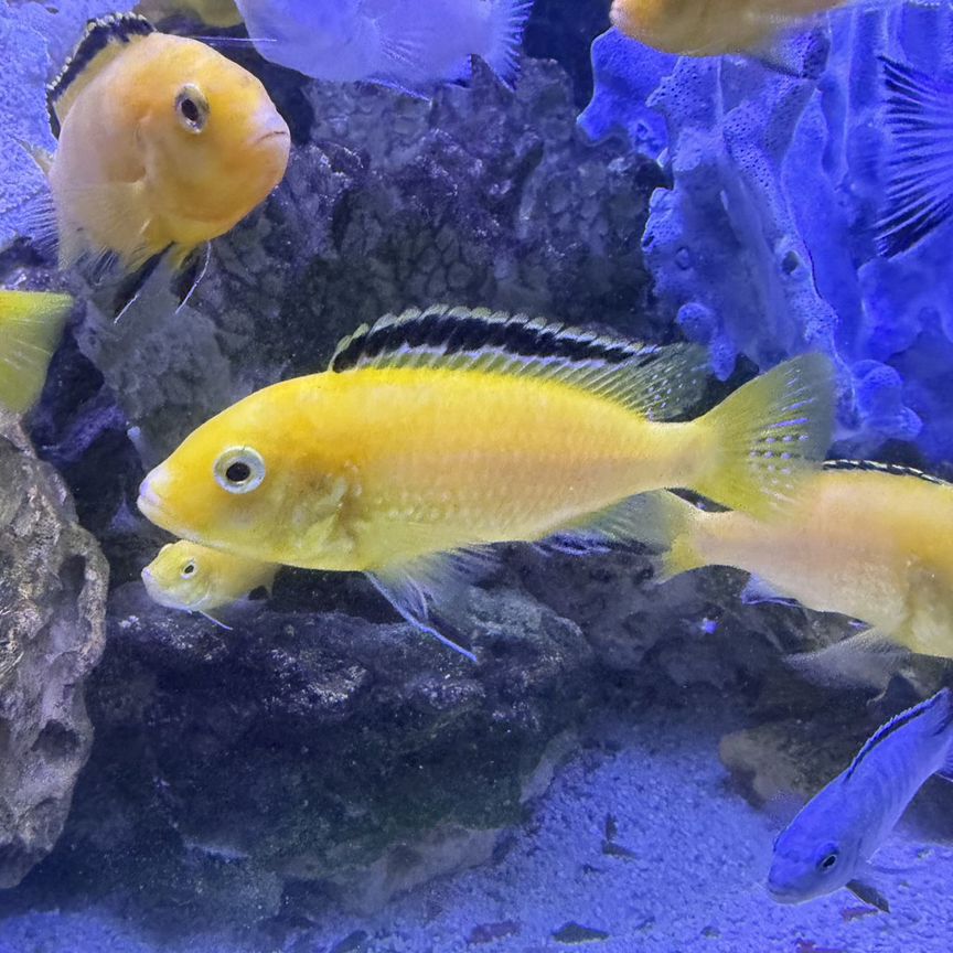 Аквариумные рыбки Лабидохромис церулиус желтый