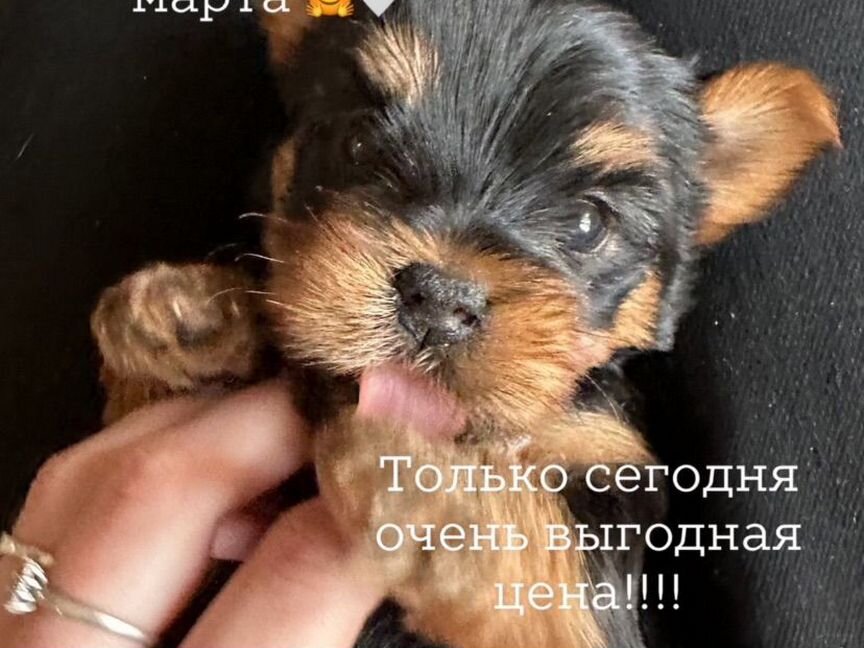 Йоркширский терьер