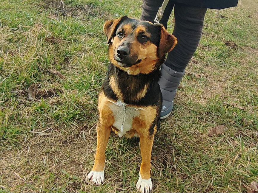 Отдаю собаку в добрые руки