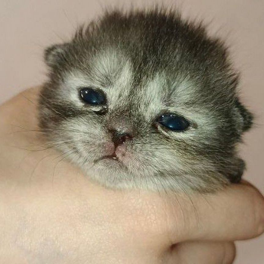 Шотландские котята