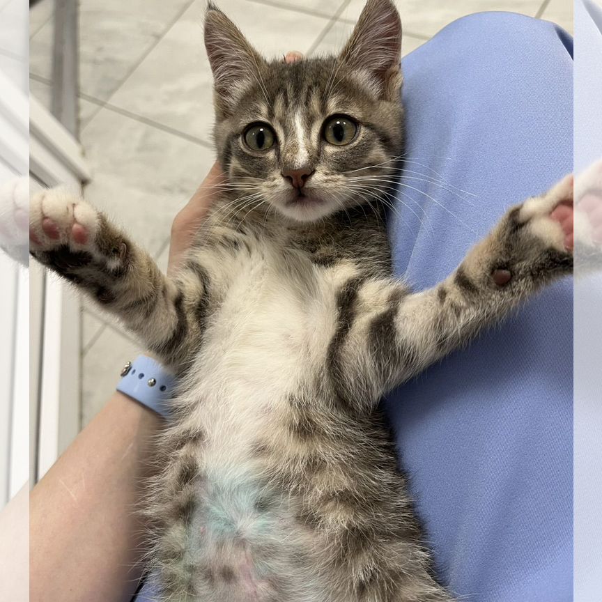 Котенок мальчик бесплатно