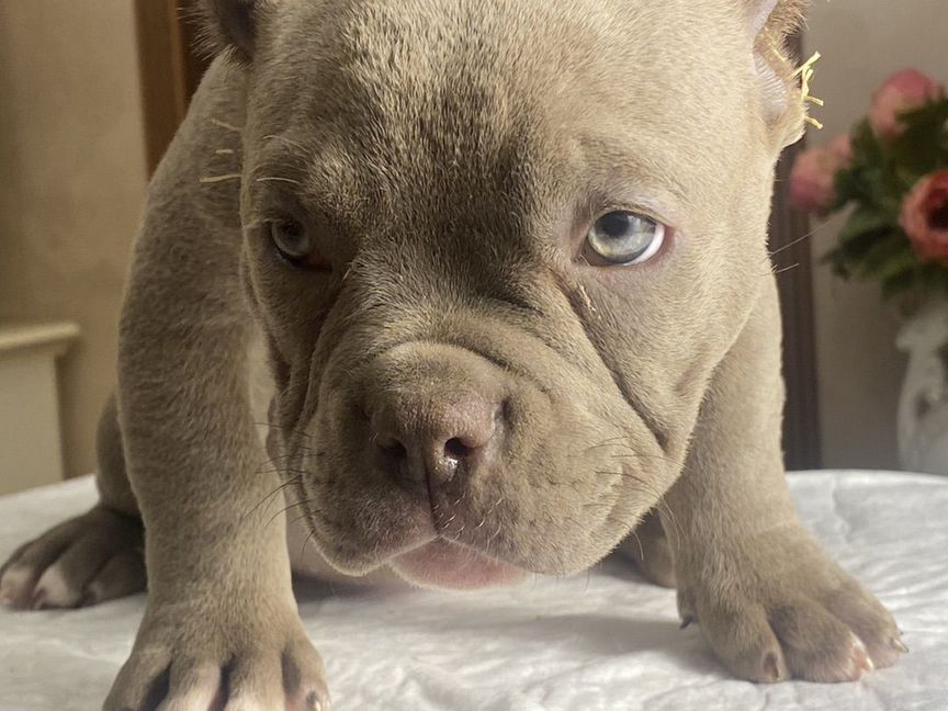 Американский булли экзот девочка