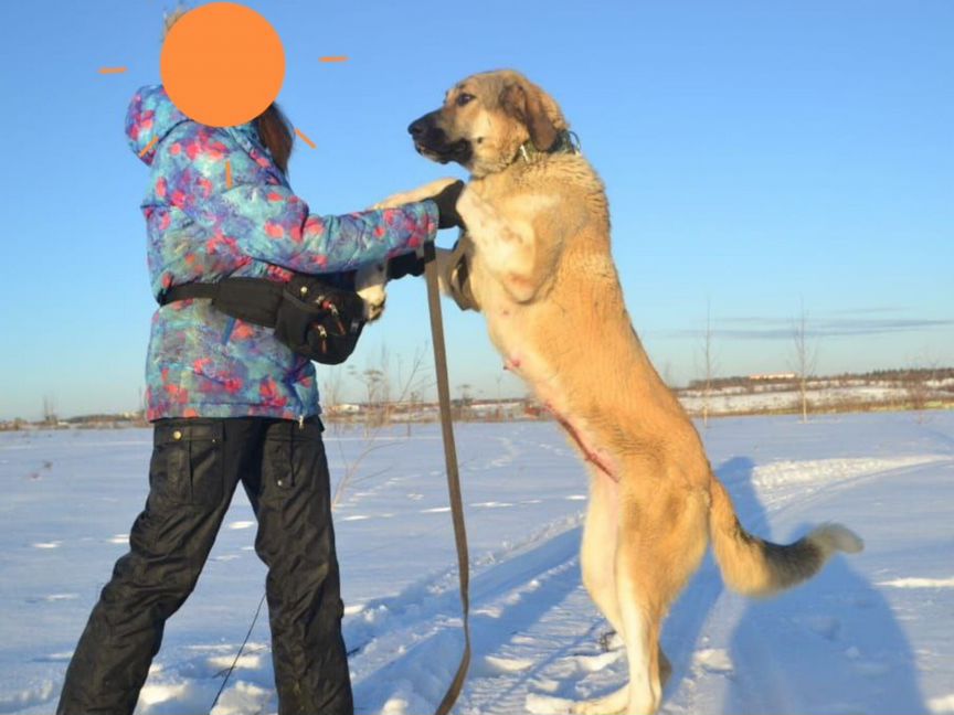 Собака кангал