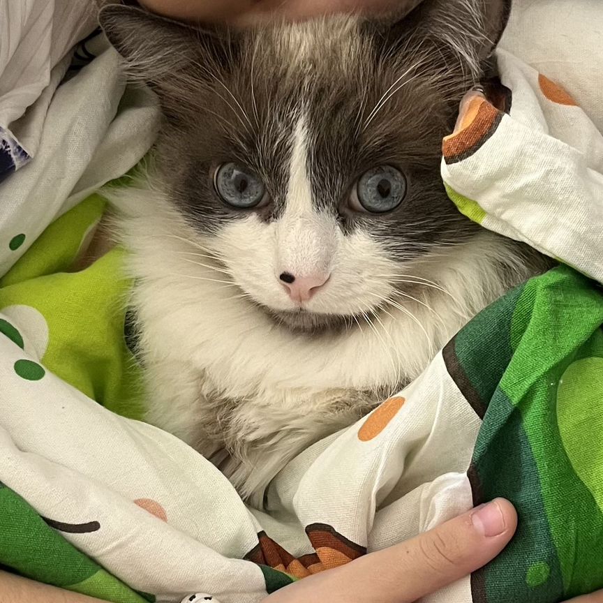 Взрослый кот в добрые руки