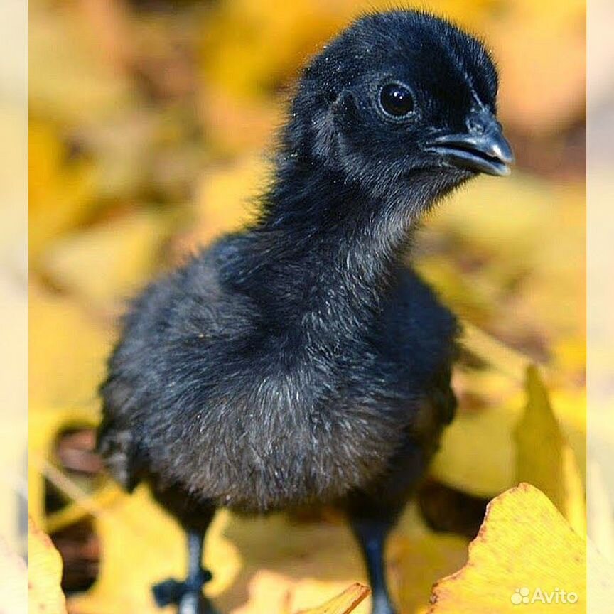 Цыплята породы Ухейилюй