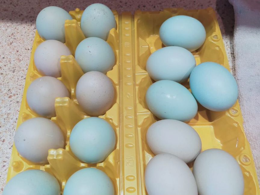 Инкубационное яицо