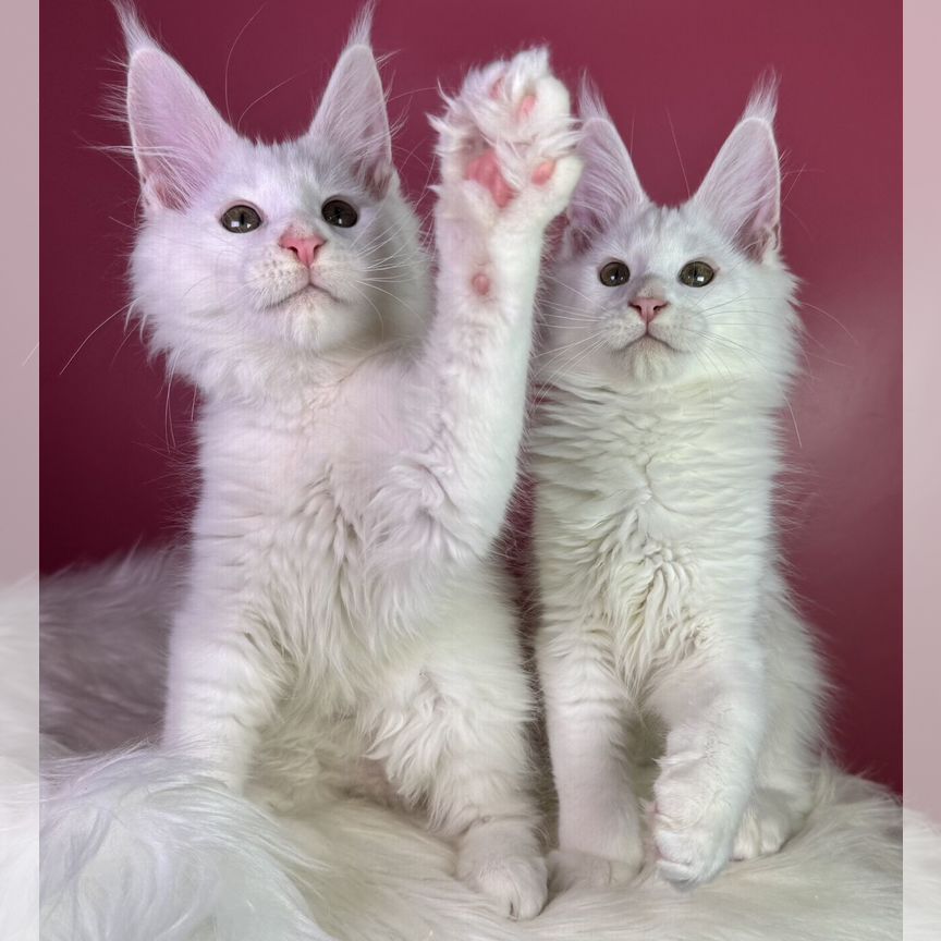 Мейн-кун котёнок