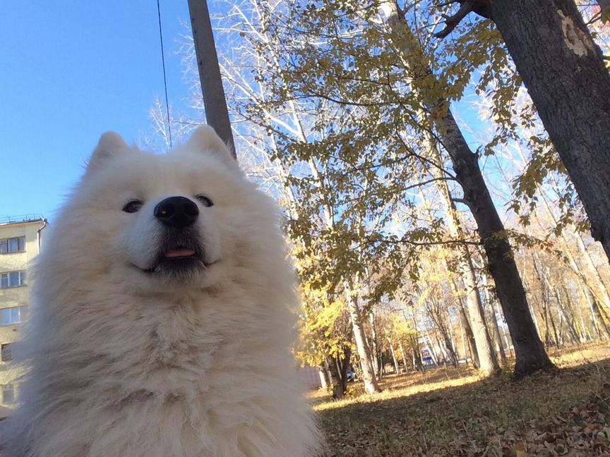 Самоедская лайка