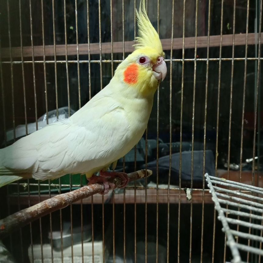 Попугай Корелла самка