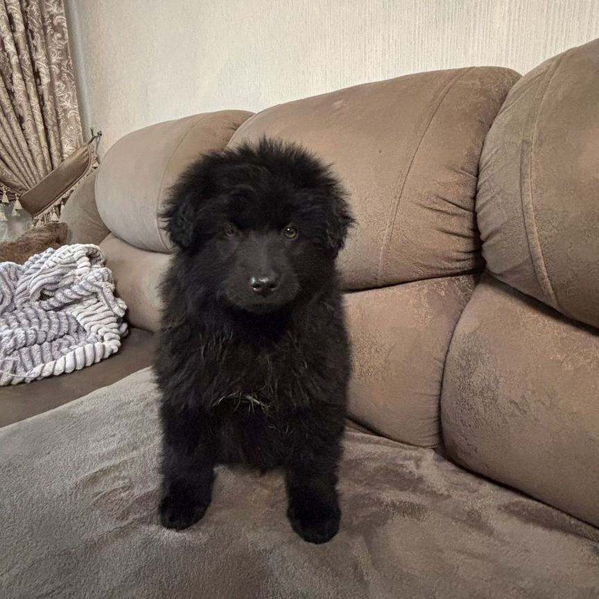 Немецкая овчарка, щенок