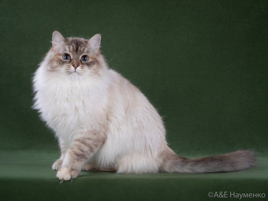 Невская черепаховая