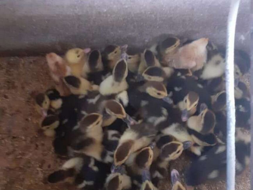 Утята индоутки