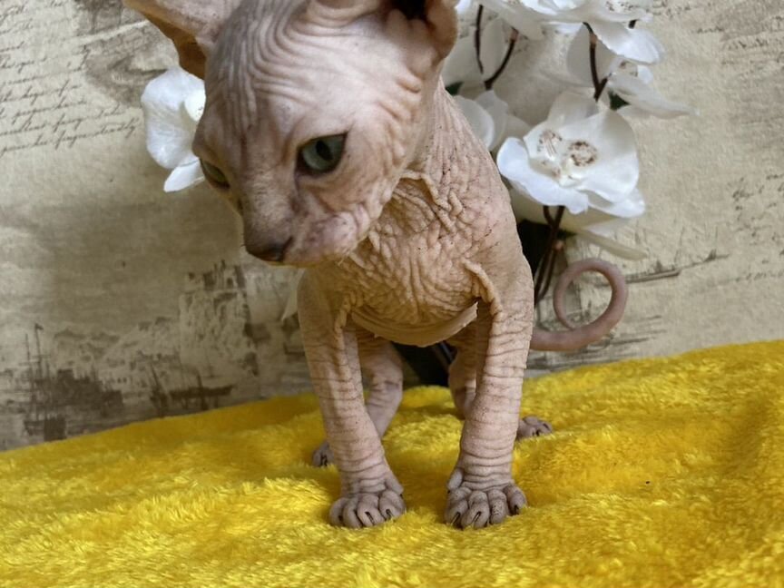 Канадский сфинкс Эльф