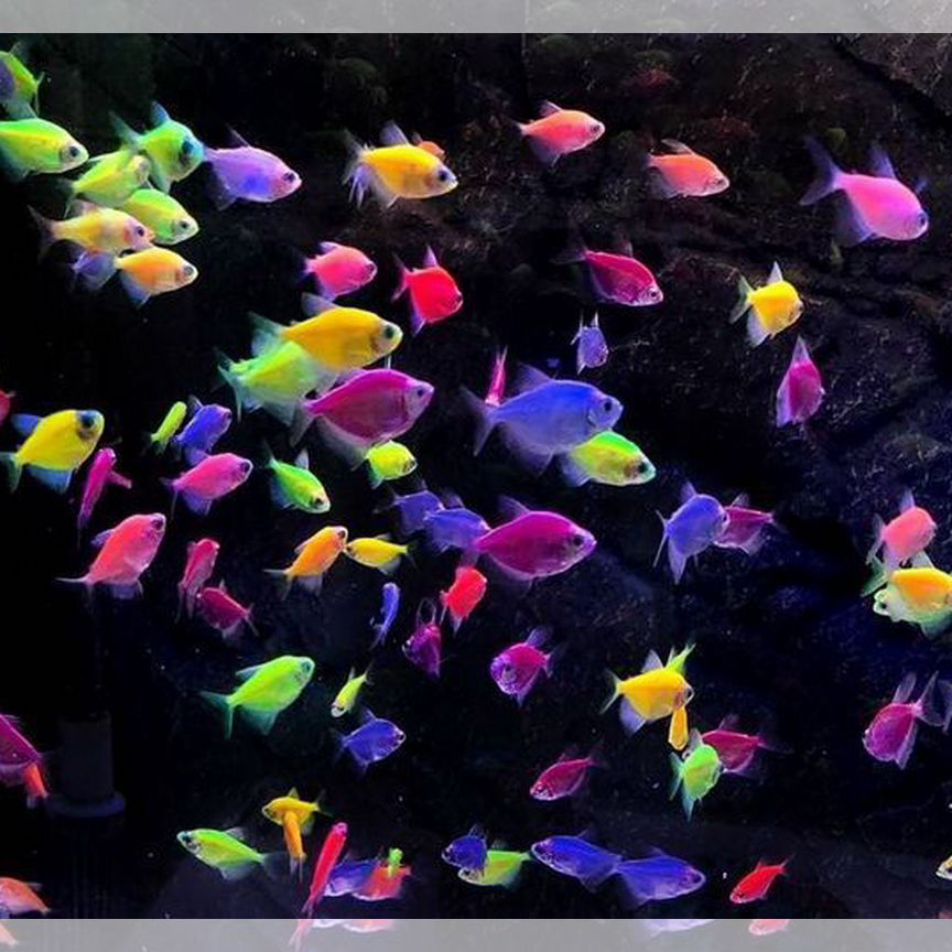 Аквариумные рыбки обмен