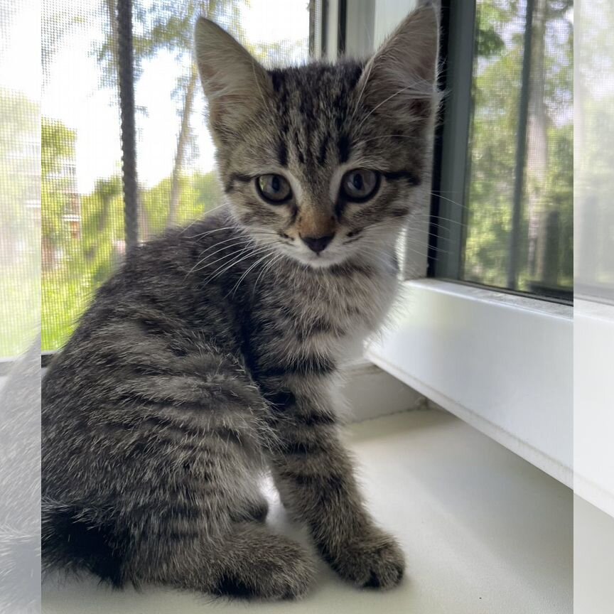 Котенок